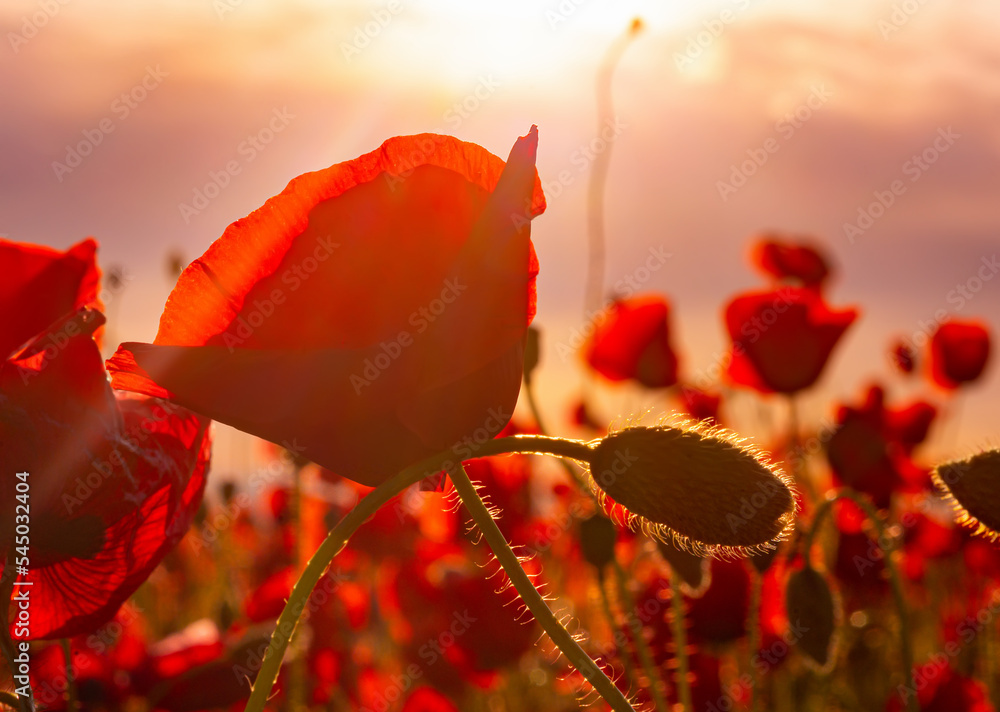 Poppy field for Anzac background. Remembrance day. Red poppies ...