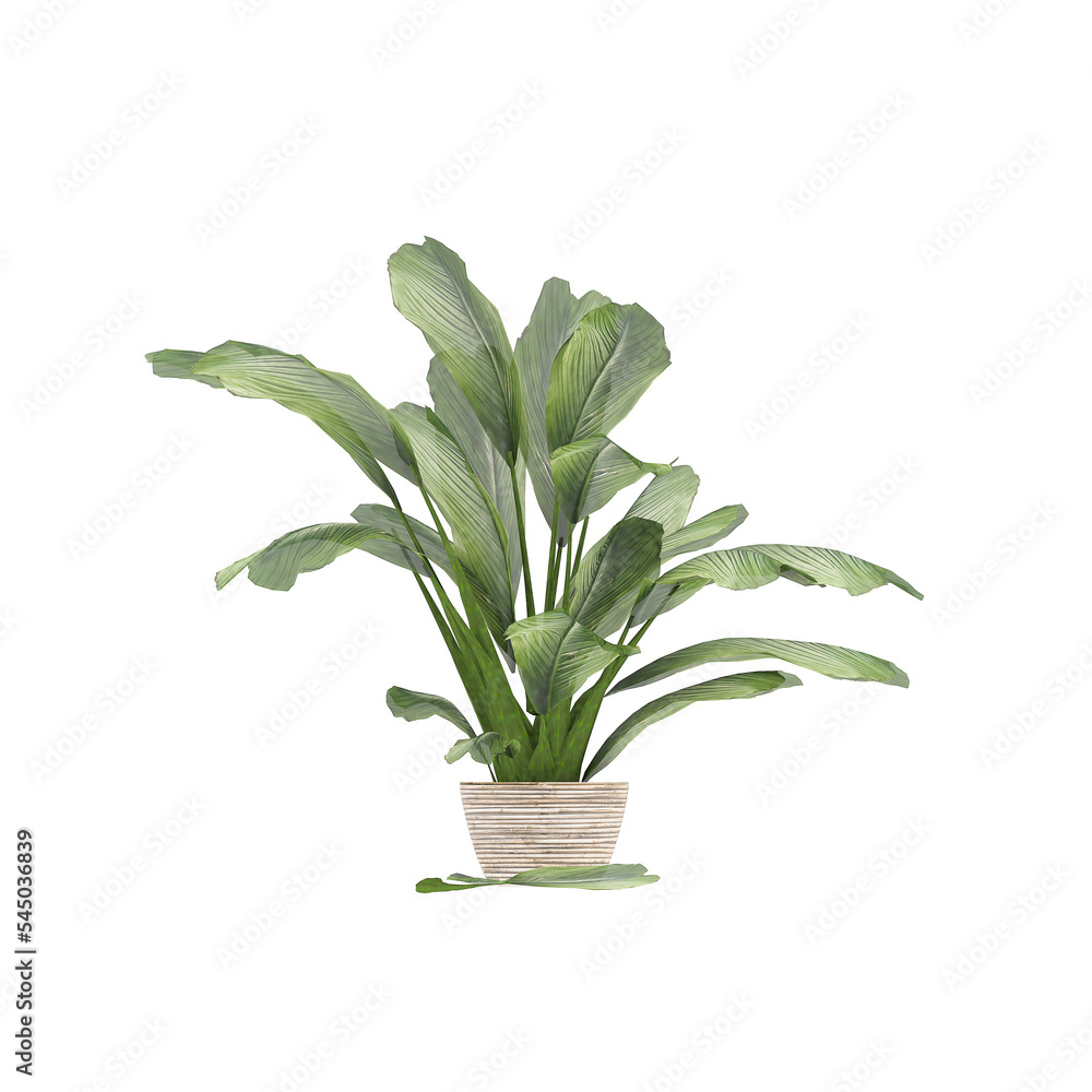 Plant, Plant PNG, Download Plant Transparent Background Stock ...