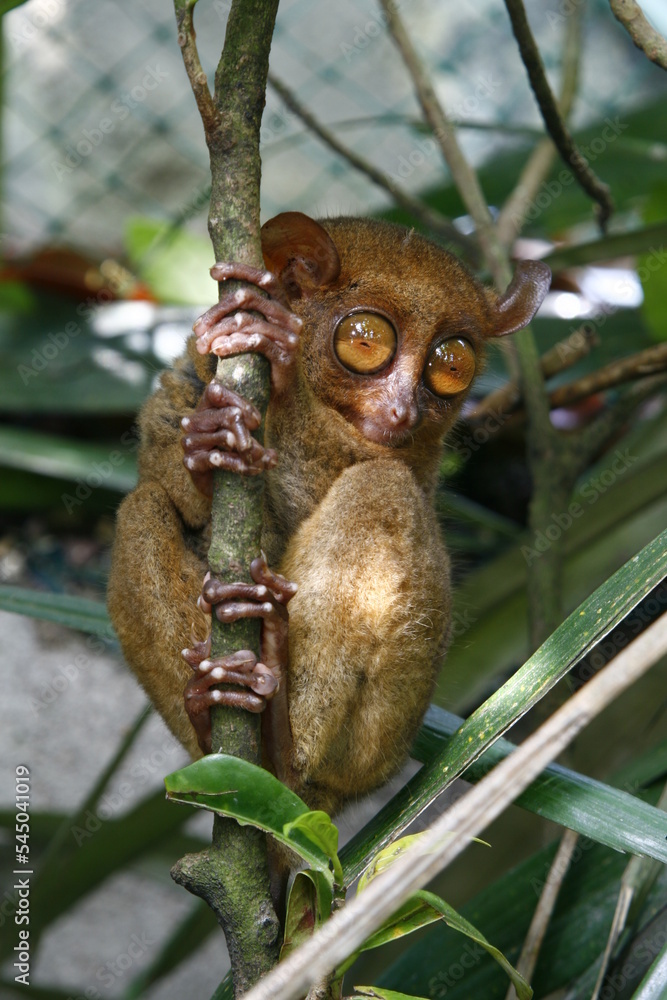 Philippine Tarsier from Bohol, Philippines Stock Photo | Adobe Stock
