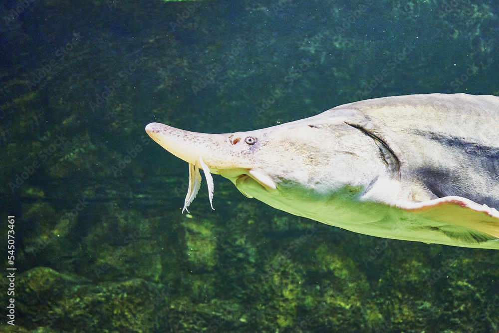 Beluga Huso huso is a fish of the sturgeon family swimming in clear ...