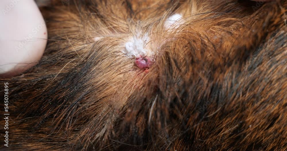 Vídeo do Stock: A veterinarian performs cryotherapy for papillomas on ...