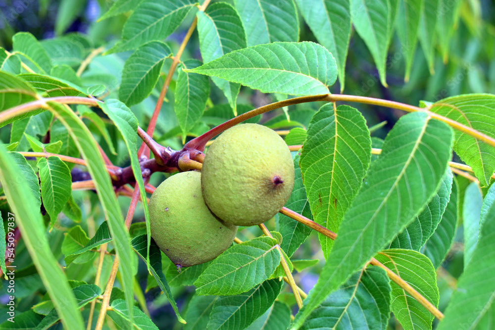Juglans nigra, the eastern American black walnut. Stock Photo | Adobe Stock