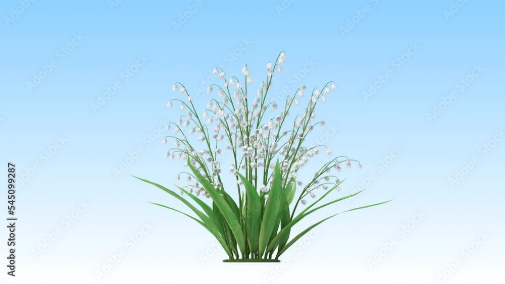 Vidéo Stock Bellflower flower on a white background 3D animation ...