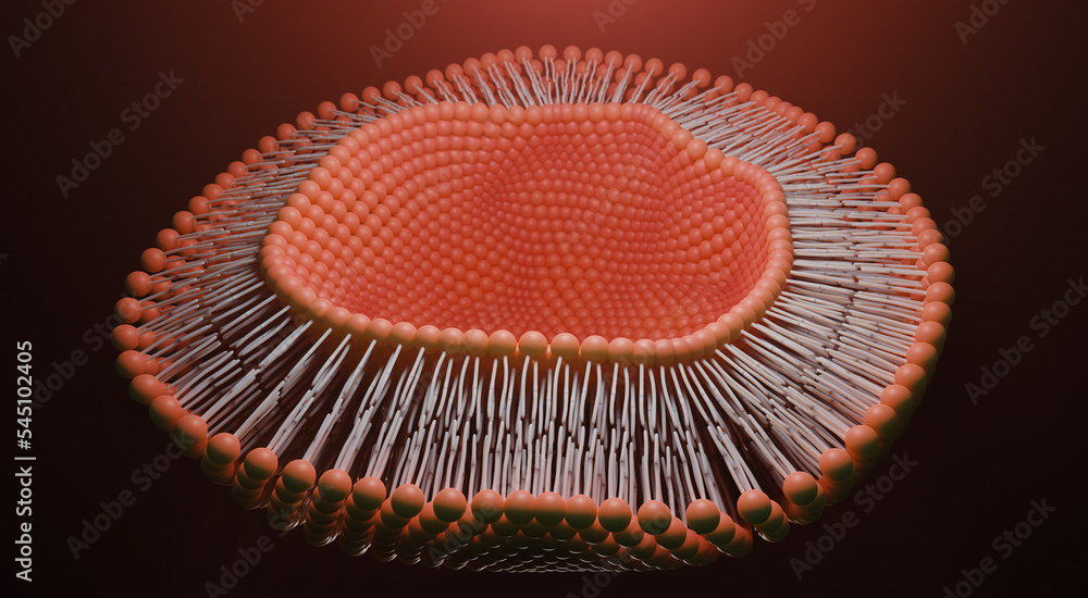 Lipid bilayer or phospholipid bilayer. 3D rendering. Stock Illustration ...