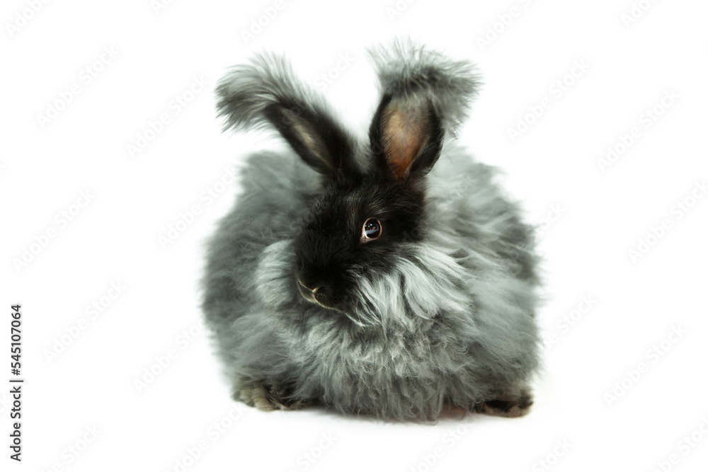 Charming fluffy rabbit of the Angora breed, gray with black colors, on ...