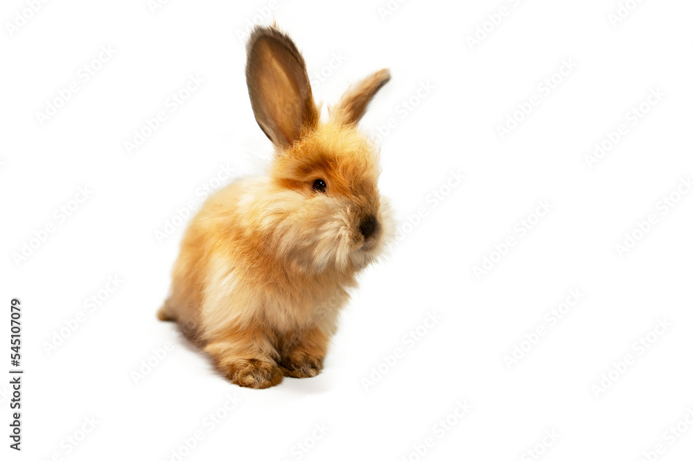 Cute little red rabbit looking curious, transparent background, PNG ...