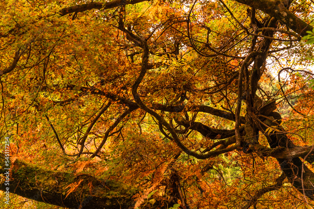 Autumn forest landscape. Gold color tree, red and orange foliage in ...