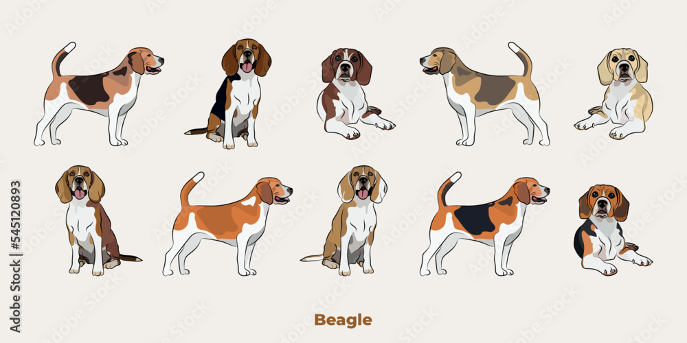 Beagle colors. Cute dog characters in various poses, design for print ...