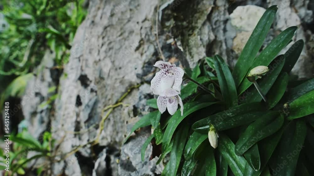 Orchid Flower in Thailand, Endemic Species of Ang Thong Ladys Slipper ...
