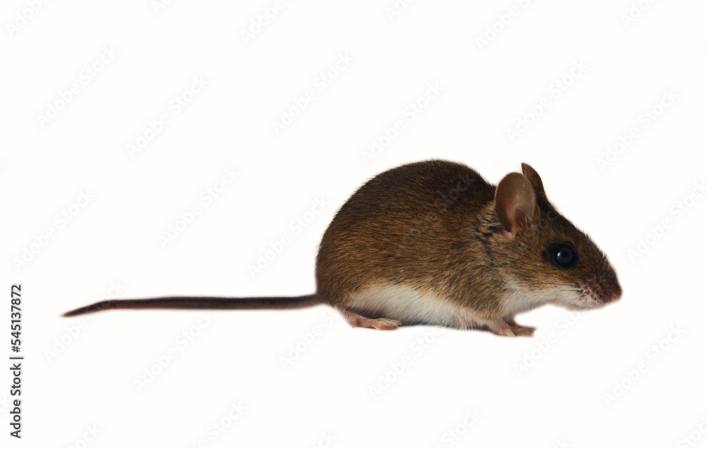 Theriology. Mouse-like rodents of boreal forests, north-east of Europe ...