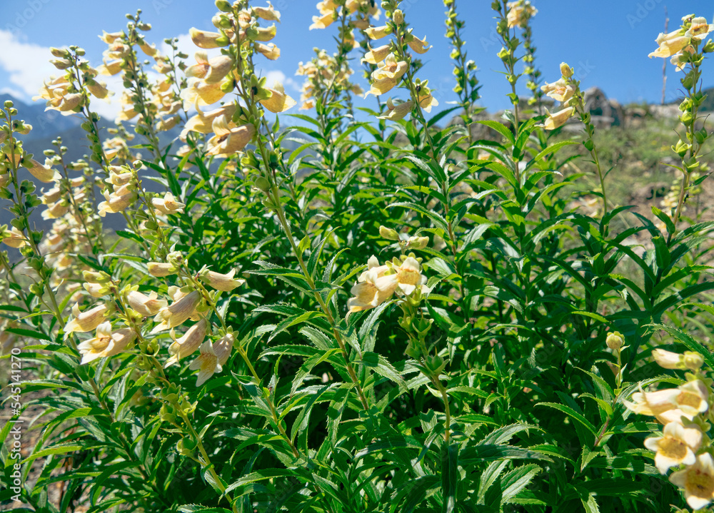 Finger flower, Ciliate foxglove (Digitalis ciliata). Belt of coniferous ...