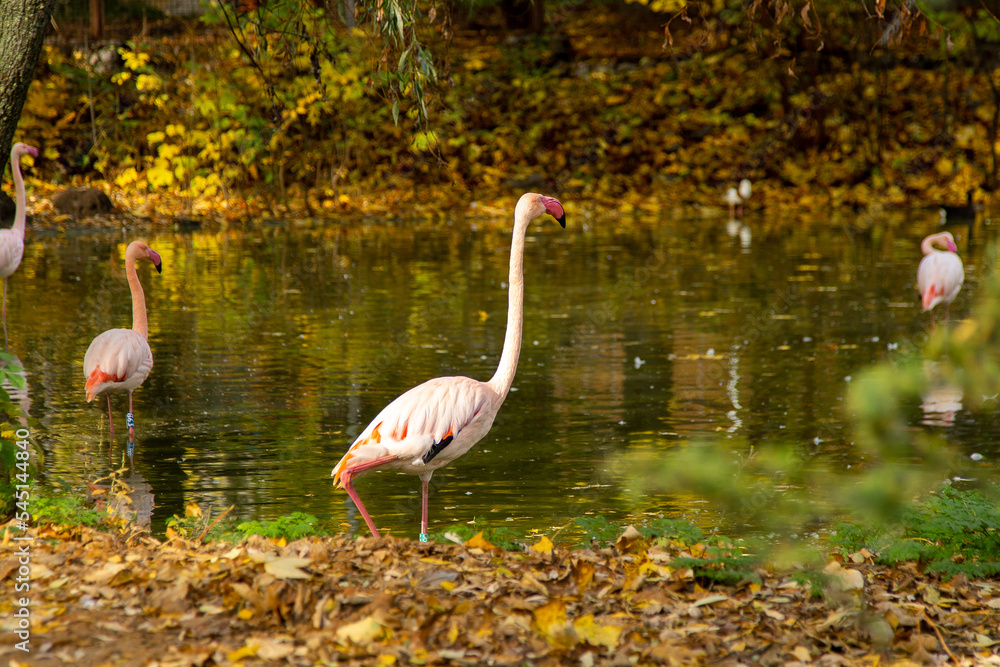 Pink flamingo bird animal. Greater flamingos Phoenicopterus roseus ...