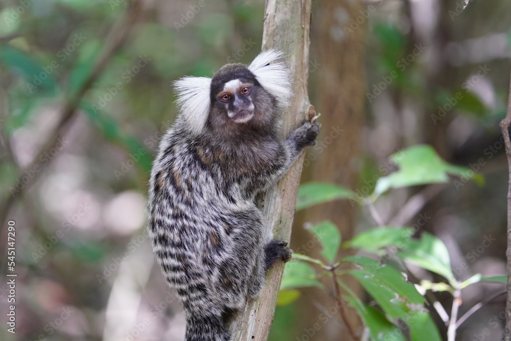 Póster The Santarem marmoset (Mico humeralifer), also known as the ...