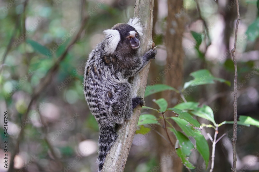 The Santarem marmoset (Mico humeralifer), also known as the black and ...