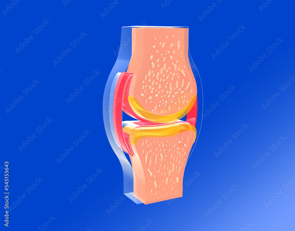 3D illustration of a synovial joint seen from the front. Graphic ...