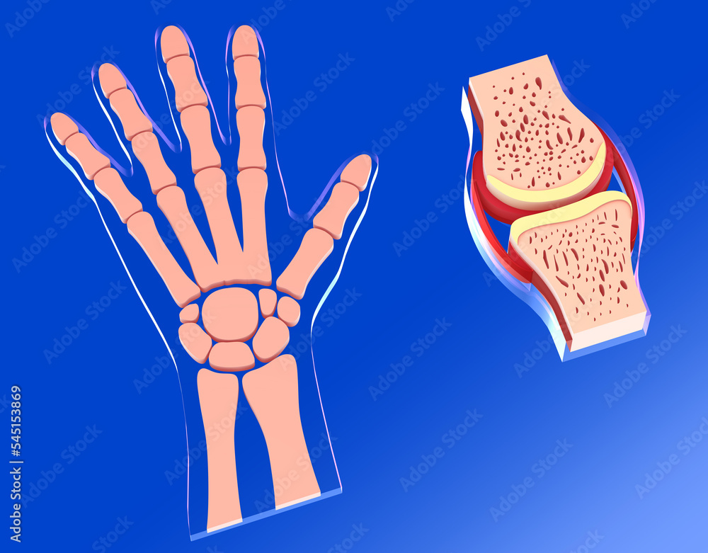 3D illustration of the synovial joint next to the hand and its bones ...