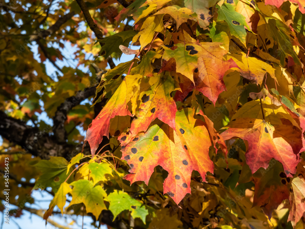 View of branches of big maple tree full with leaves changing colours ...
