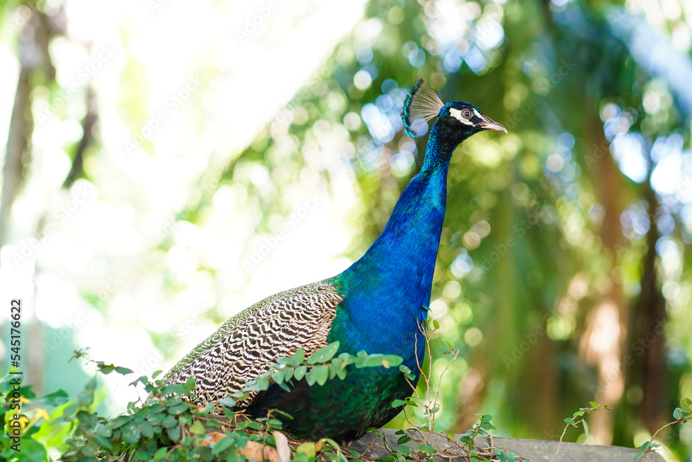 Foto de pavão-indiano pavão-comum pavão-azul O pavão-indiano (Pavo ...