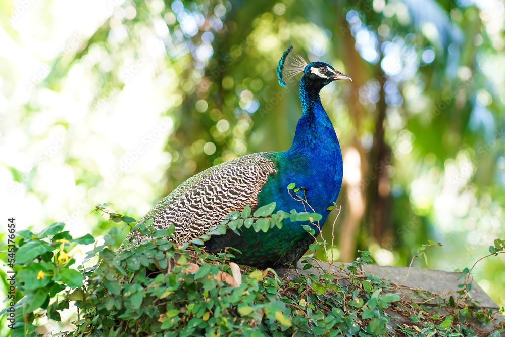 Poster pavão-indiano pavão-comum pavão-azul O pavão-indiano (Pavo ...