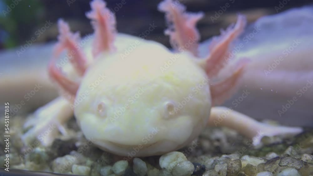 The axolotl regenerates its body parts after trauma, including ...