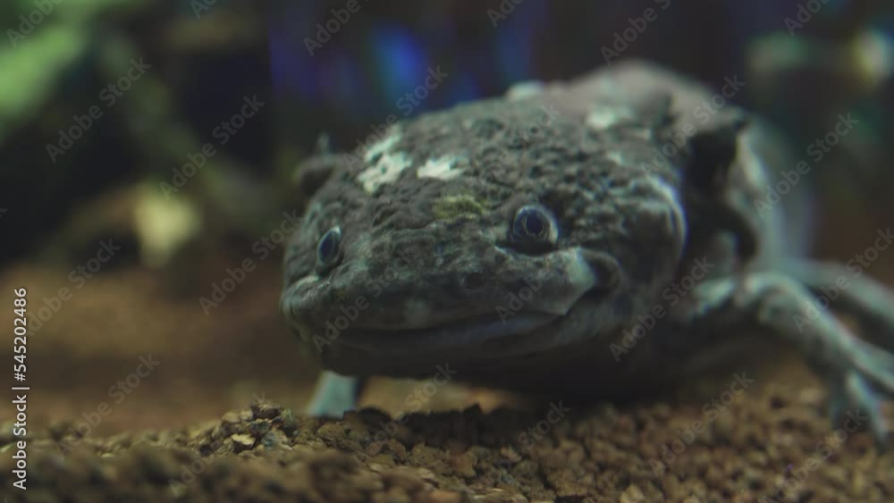 Vidéo Stock Focus on the eyes and mouth of a submerged gray axolotl ...