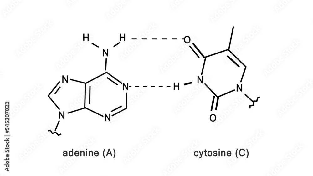 Wideo Stock: Adenine Cytosine Liaison Animation on white background ...