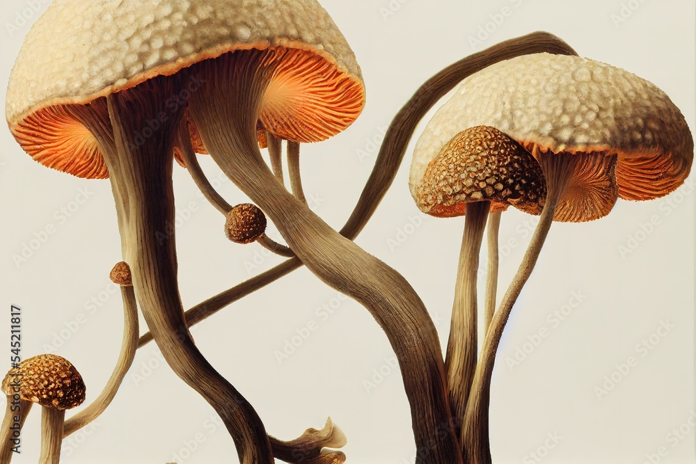 Dry Psilocybe cubensis. Psychedelic drug. Psilocybin Mushroom. Albino A ...