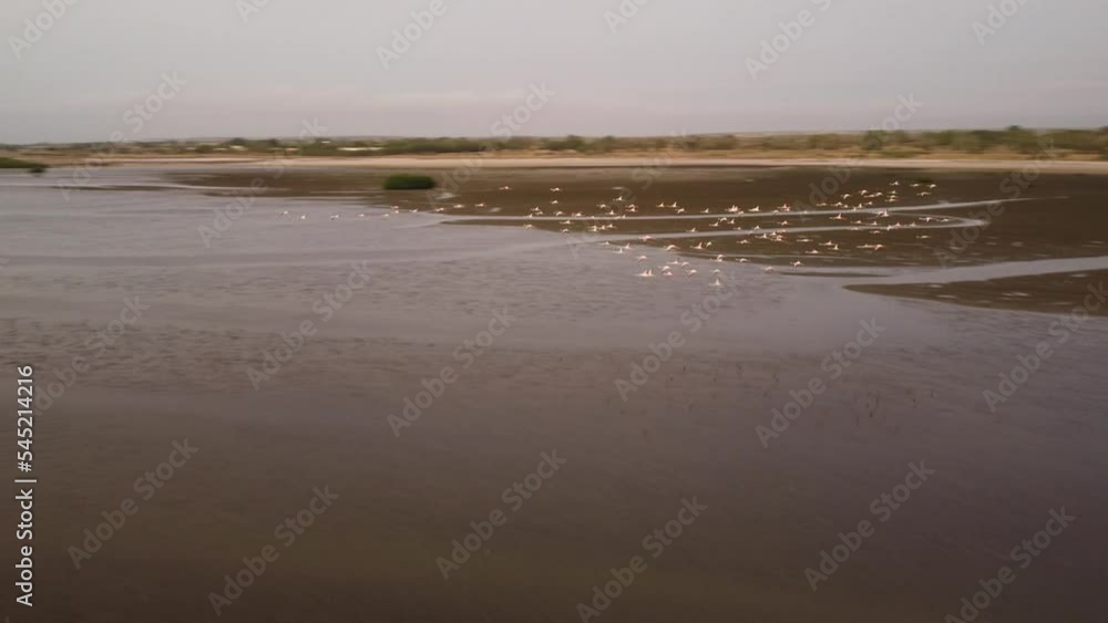 Aerial view of flamingos flying over the ocean at sunset in Mussulo bay ...