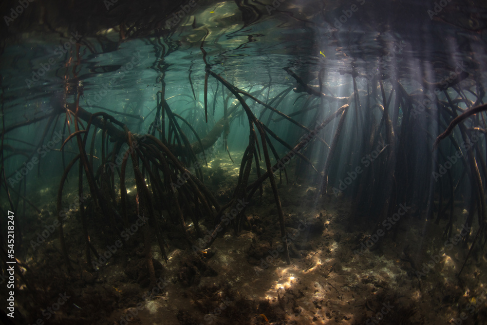 Beams of sunlight descend into the shadows of a healthy Indonesian ...