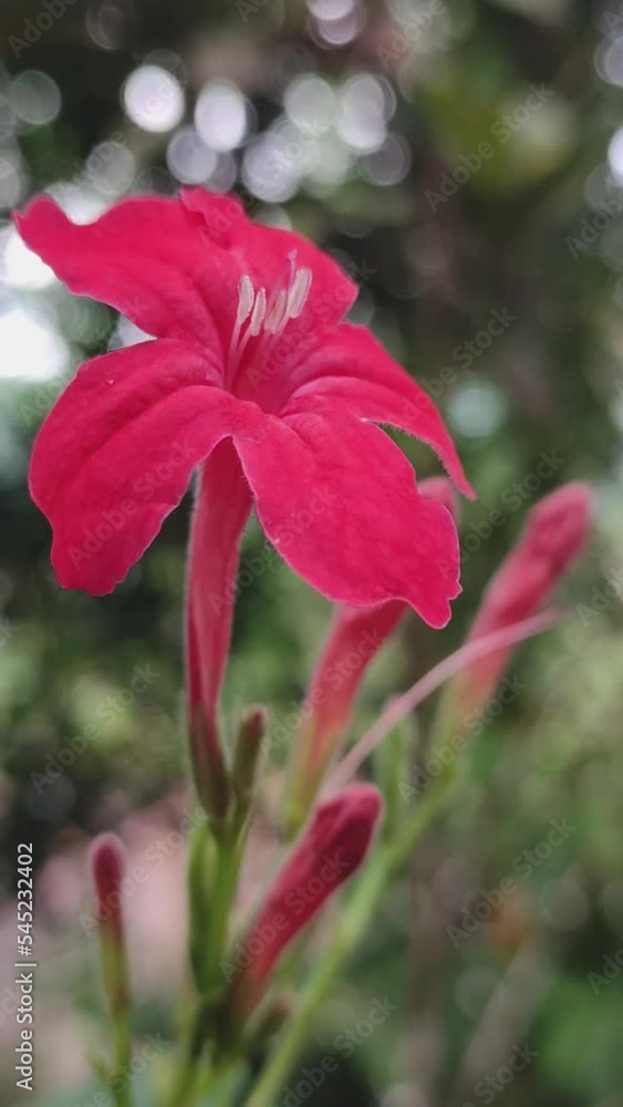 close-up of ruellia rosea flowers, also known as red ruellia ...