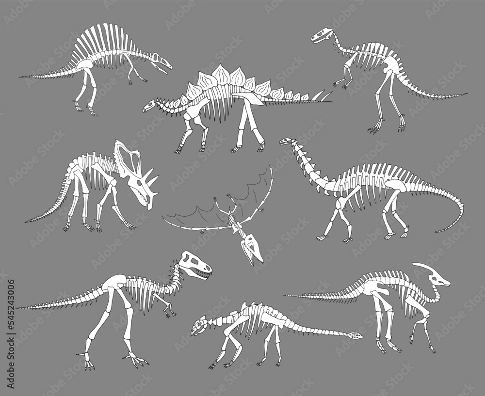 Dinosaur bones vector illustrations set. Stock Vector | Adobe Stock