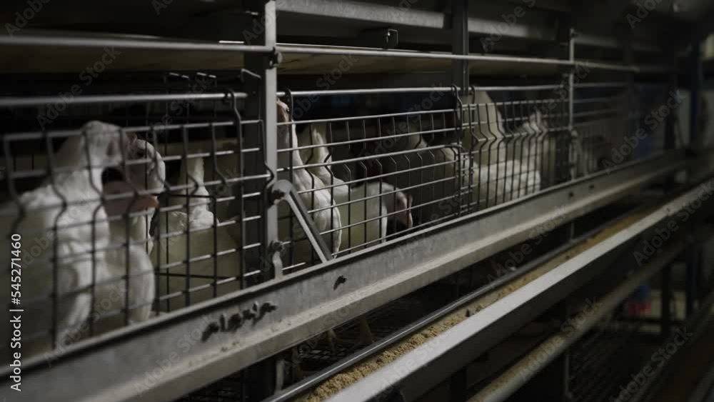 White chicken animals raised inside the steel cages at the poultry ...