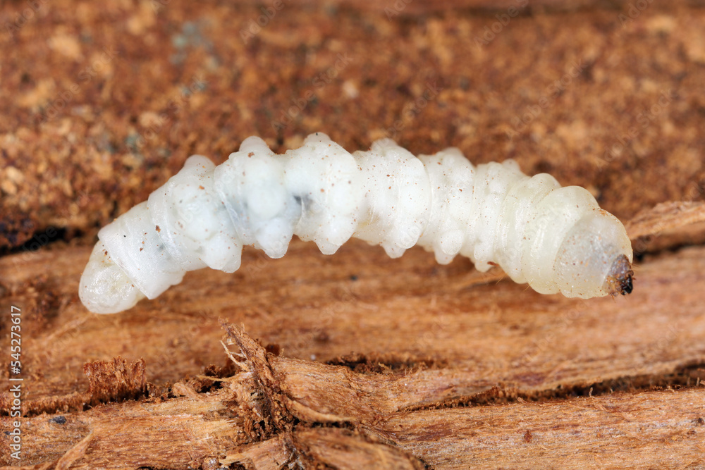 Foto de Larva of the beetle from family Cerambycidae (longhorn beetles ...