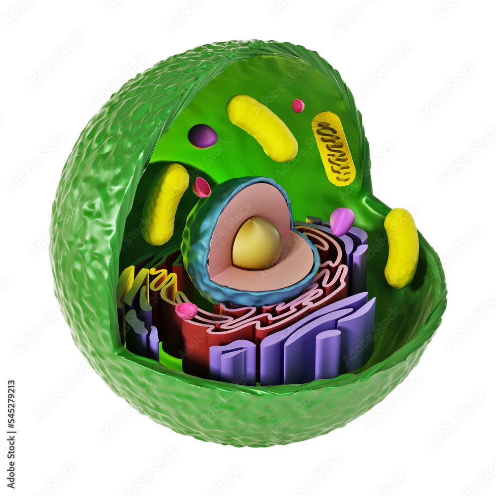 Animal cell anatomy on transparent background Stock Illustration ...
