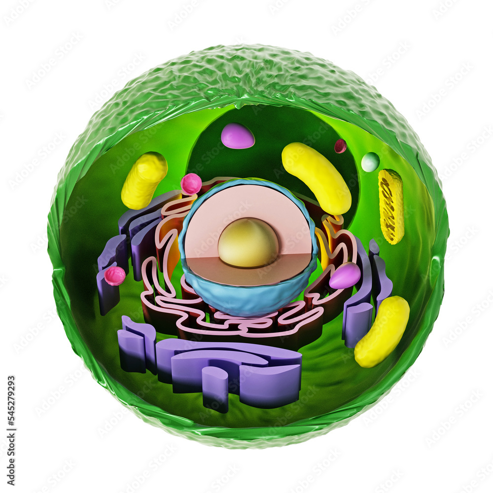 Animal cell anatomy on transparent background Stock Illustration ...