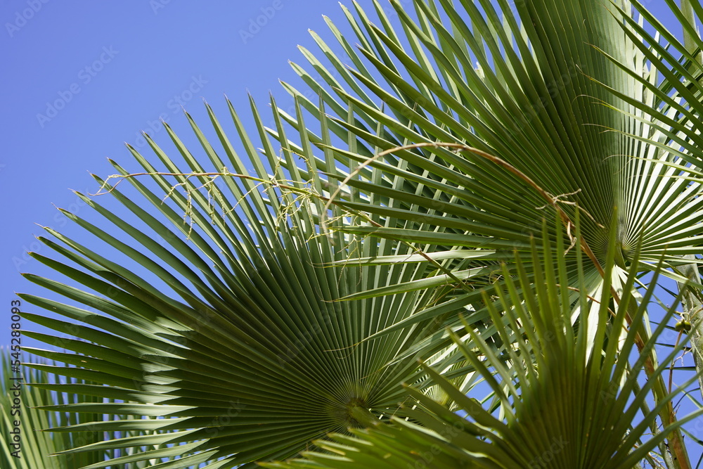 Copernicia prunifera or the carnaúba palm or carnaubeira palm is a ...