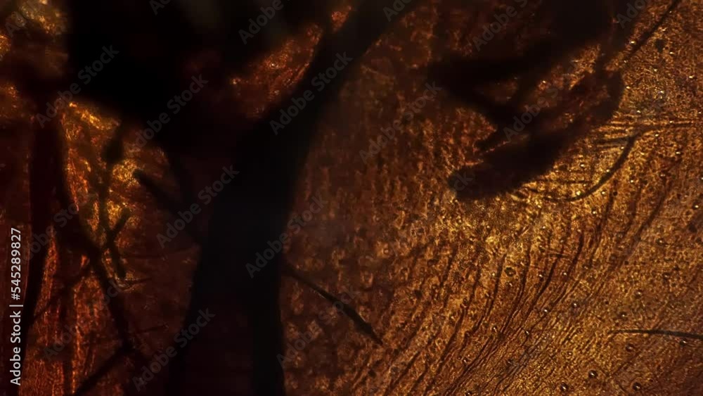 Housefly mouthpart whole mount under microscope 200x on bright field ...