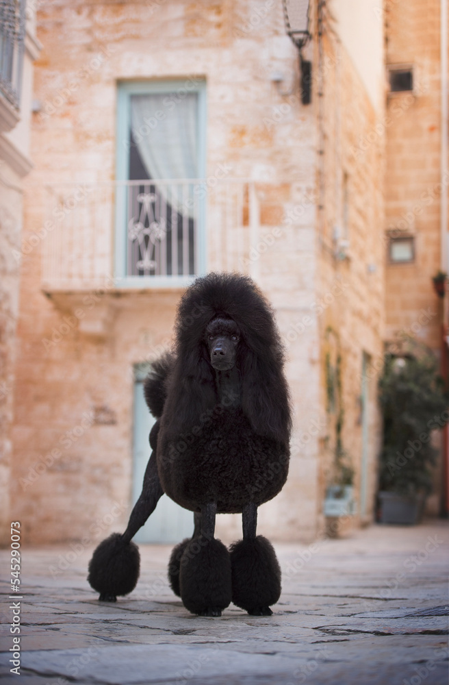 Barbone grande mole nero Stock Photo | Adobe Stock