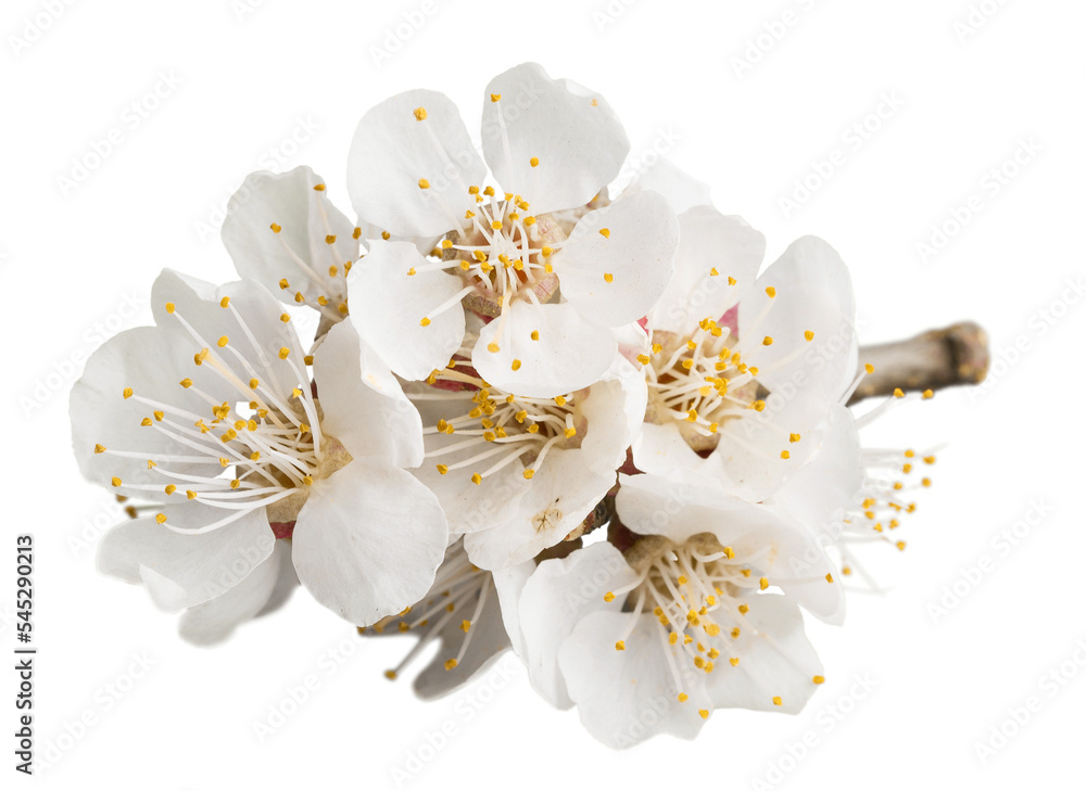 Beautiful natural blooming tree spring flowers. Stock Photo | Adobe Stock