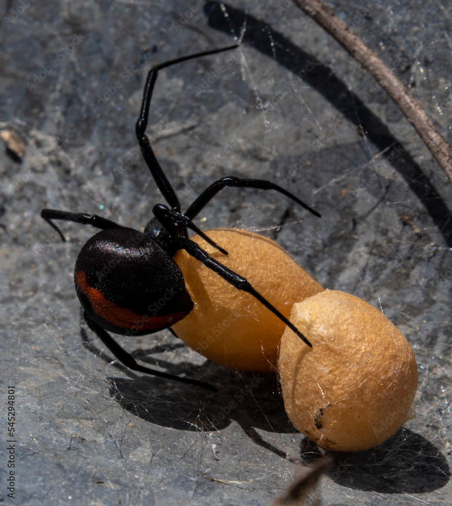 redback spider, Australian black widow highly venomous spider, redback ...