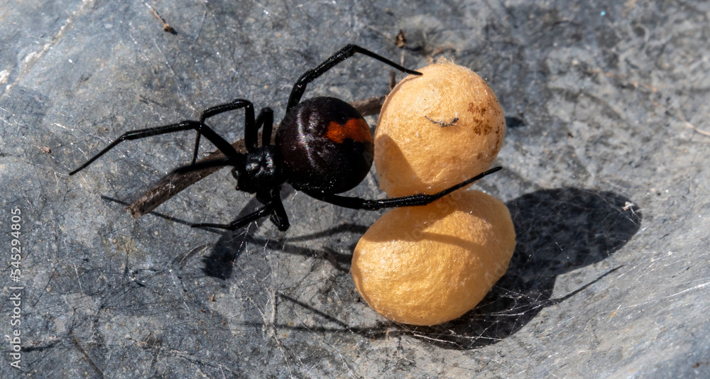 Foto de redback spider, Australian black widow highly venomous spider ...