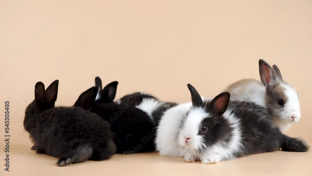 Video Stock Family healthy baby rabbits newborn bunny playful together ...