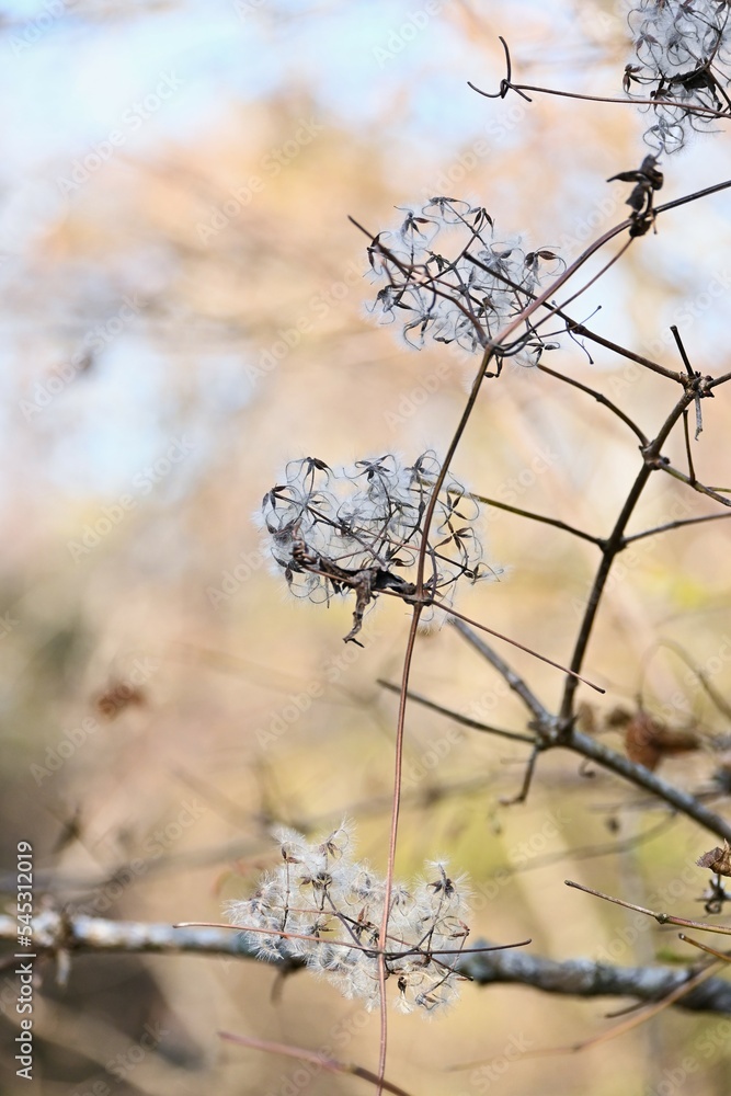 Clematis apiifolia Fluff and seeds. Ranunculaceae deciduous vine ...