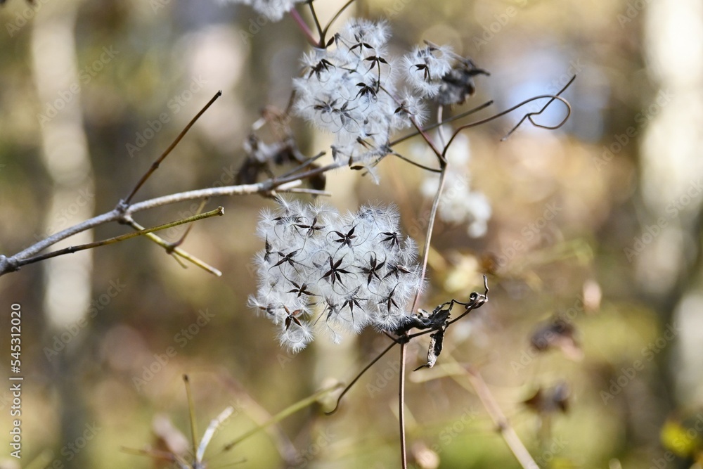 Clematis apiifolia Fluff and seeds. Ranunculaceae deciduous vine ...