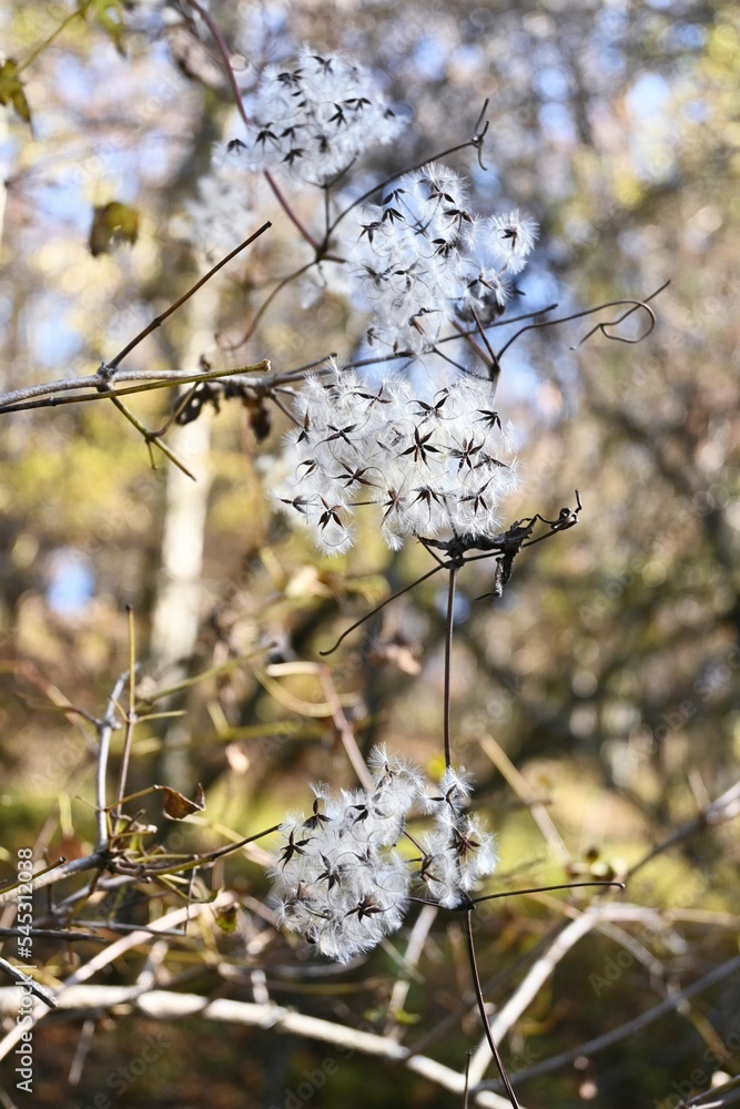 Clematis apiifolia Fluff and seeds. Ranunculaceae deciduous vine ...