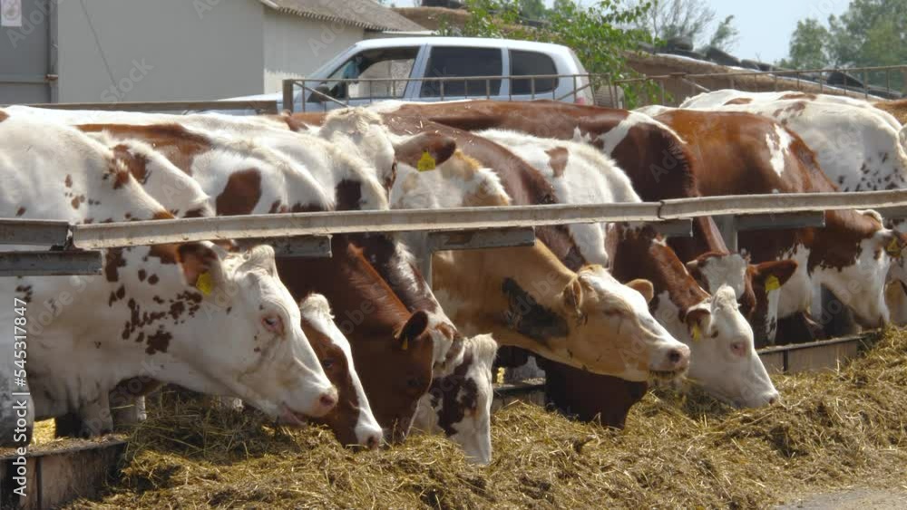 Brown cows in row line eating silage and hay on farm. Feeding in ...
