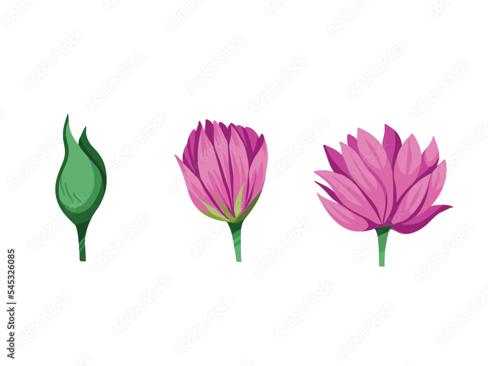 Pink Flower blooming sequence from flower bud to bloom in three steps ...