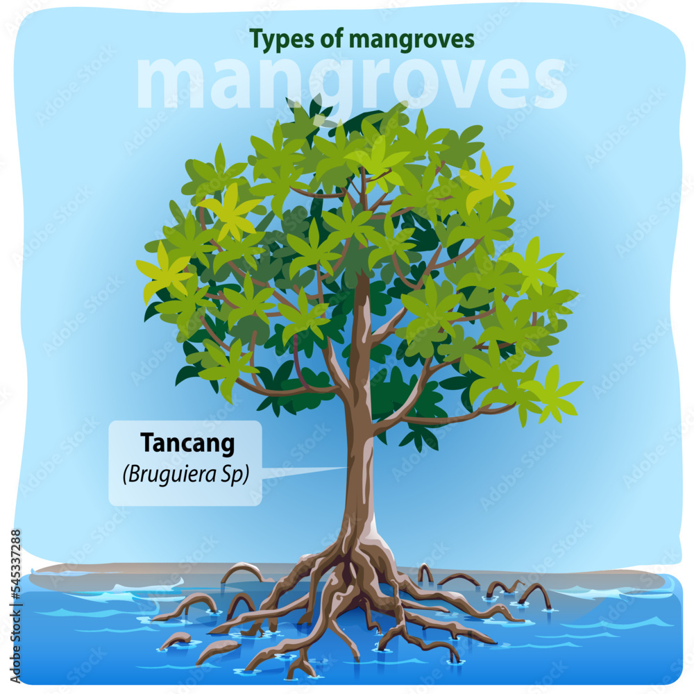 Vector Illustration Tancang Or Bruguiera Sp Is One Of The Most Common vector-illustration-tancang-or-bruguiera-sp-is-one-of-the-most-common