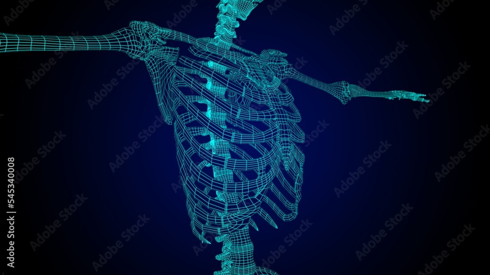 Rib cage anatomy 3D Illustration with wire frame skeleton Stock イラスト ...