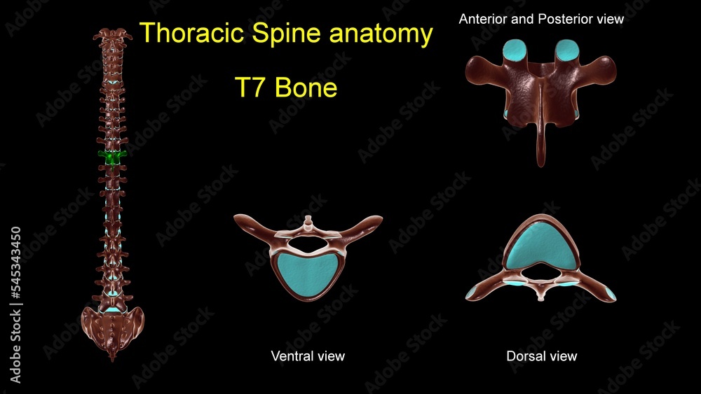 Thoracic spine T 7 bone anatomy for medical concept 3D Illustration ...
